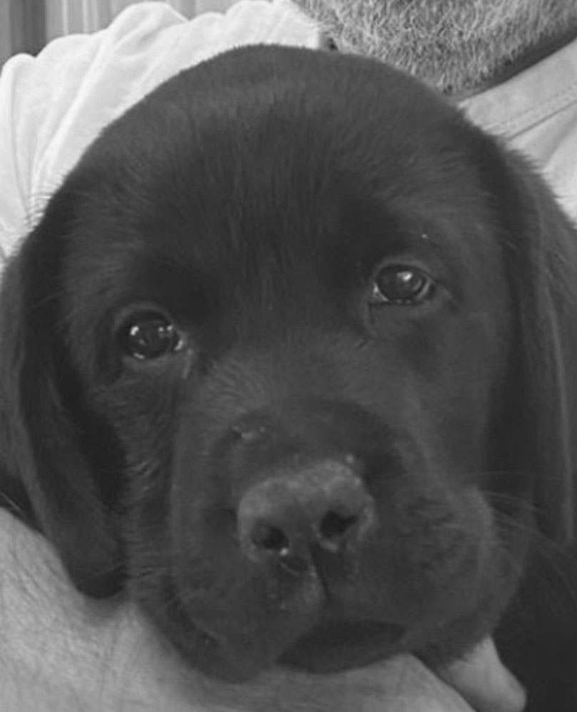 Alice Wild – archifact